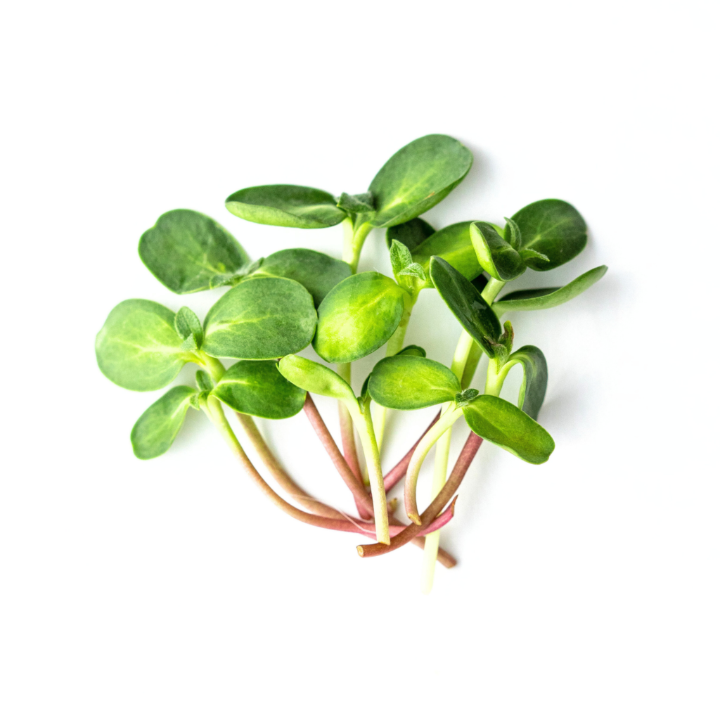 ABUNDANT BACKYARD SPRAY FREE SUN SHOOTS 100G – Simply Organic NZ