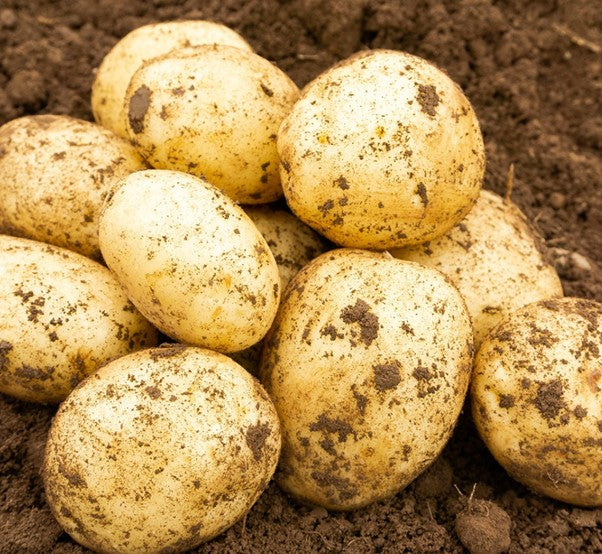 POTATOES SWIFT ORGANIC 1KG – Simply Organic NZ